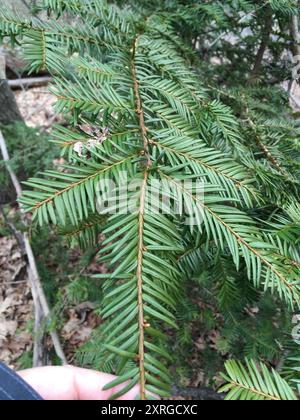 yew family (Taxaceae) Plantae Stock Photo - Alamy