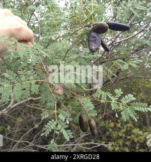 (Libidibia paraguariensis) Plantae Stock Photo - Alamy