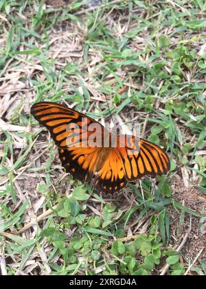 Mexican Silverspot (Dione moneta) Insecta Stock Photo - Alamy