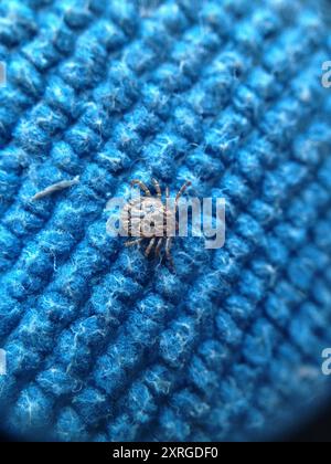 Bont Ticks (Amblyomma) Arachnida Stock Photo - Alamy