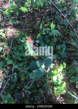 Caesar weed (Urena lobata) Plantae Stock Photo - Alamy
