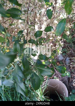 Karamu (Coprosma robusta) Plantae Stock Photo - Alamy