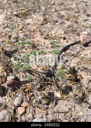 Redroot Cryptantha (Eremocarya micrantha) Plantae Stock Photo - Alamy