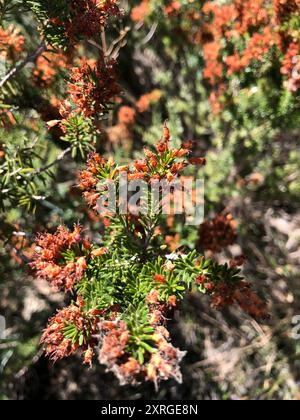 Mediterranean Heath (Erica multiflora) Plantae Stock Photo - Alamy