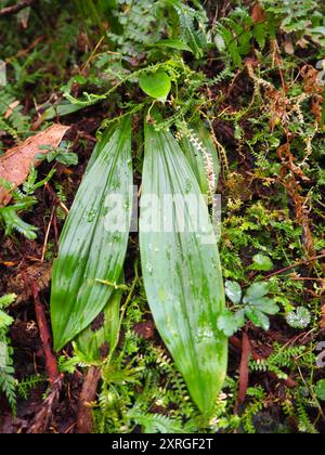 (Heloniopsis umbellata), Plantae, 台灣台北 Stock Photo - Alamy