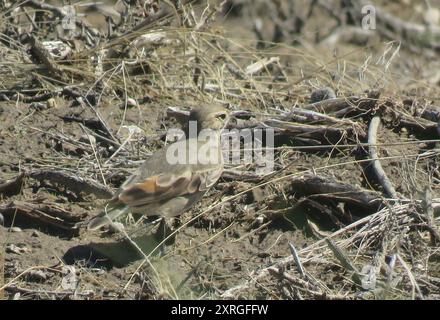Common Miner (Geositta cunicularia) Aves Stock Photo - Alamy