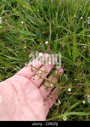 Corn spurrey (Spergula arvensis) Plantae Stock Photo - Alamy