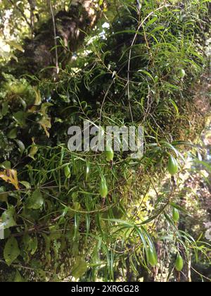 Winika (Dendrobium cunninghamii) Plantae Stock Photo - Alamy
