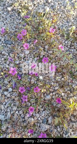 purple mat (Nama demissa) Plantae Stock Photo - Alamy