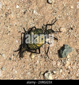 Inflated Beetle (Cysteodemus armatus) Insecta Stock Photo - Alamy