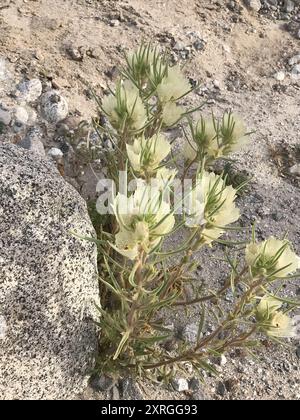 ghost flower (Mohavea confertiflora) Plantae Stock Photo - Alamy