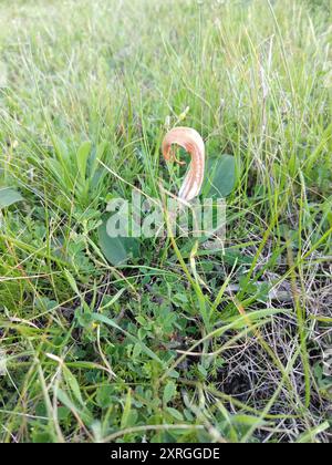 Friar's-cowl (Arisarum vulgare) Plantae Stock Photo - Alamy