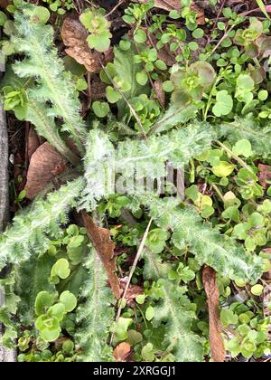 Eastern Groundsel (Senecio vernalis) Plantae Stock Photo - Alamy