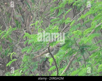 Ash-colored Cuckoo (Coccycua cinerea) Aves Stock Photo - Alamy