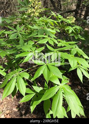 Texas Buckeye (Aesculus glabra arguta) Plantae Stock Photo - Alamy