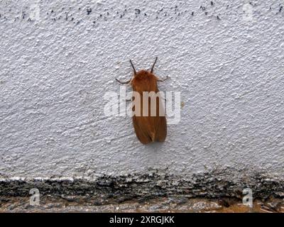 (Paracles vulpina) Insecta Stock Photo - Alamy