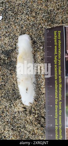 California Jackknife Clam (Tagelus californianus) Mollusca Stock Photo ...