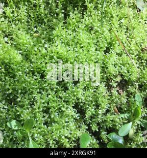 Wavy-leaf Moss (Plagiomnium ciliare) Plantae Stock Photo - Alamy