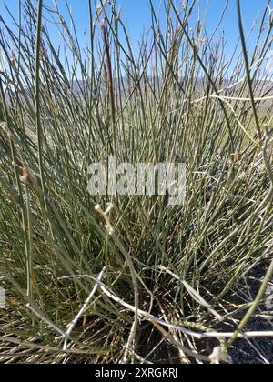 rush milkweed (Asclepias subulata) Plantae Stock Photo - Alamy