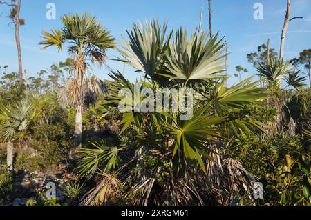 Key Thatch Palm (Leucothrinax morrisii) Plantae Stock Photo - Alamy