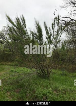 Poverty Weed (Baccharis neglecta) Plantae Stock Photo - Alamy