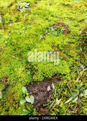 Bird's-Claw Beard-Moss (Barbula unguiculata) Plantae Stock Photo - Alamy