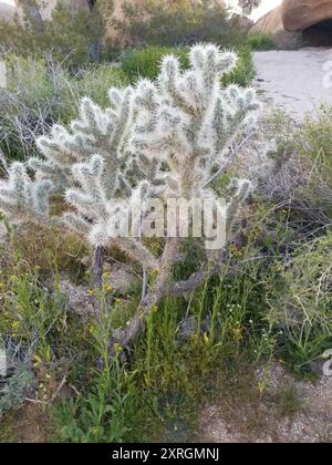Silver Cholla (Cylindropuntia echinocarpa) Plantae Stock Photo - Alamy
