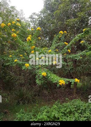 Christmas Senna (Senna pendula) Plantae Stock Photo - Alamy
