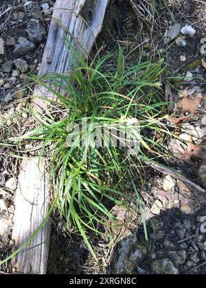 cedar sedge (Carex planostachys) Plantae Stock Photo - Alamy
