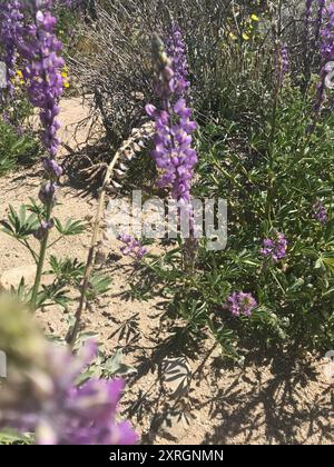 Arizona lupine (Lupinus arizonicus), Plantae, Anza-Borrego Desert State ...
