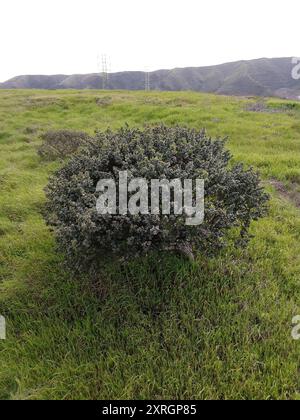 Chaparral Coyote Brush (Baccharis pilularis consanguinea) Plantae Stock ...