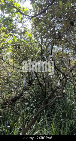 Olearia albida Olearia albida Stock Photo - Alamy