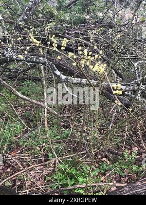 Stretchberry (Forestiera pubescens) Plantae Stock Photo - Alamy