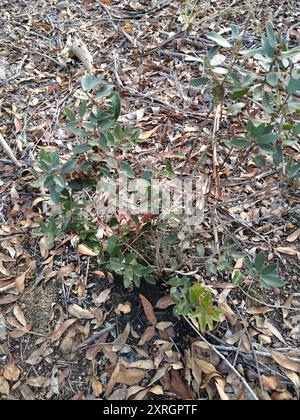 Baboon Guarri (Euclea polyandra) Plantae Stock Photo - Alamy