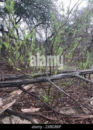 Poverty Weed (Baccharis neglecta) Plantae Stock Photo - Alamy