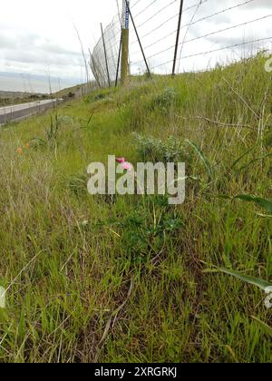 checkerbloom (Sidalcea malviflora) Plantae Stock Photo - Alamy