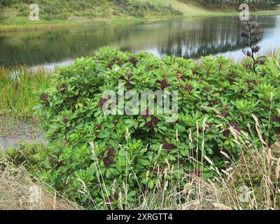 five finger (Pseudopanax arboreus), Plantae, Omahu Bush Reserve, Tai ...