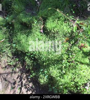 Wavy-leaf Moss (Plagiomnium ciliare Stock Photo - Alamy