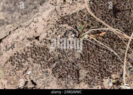 Steppe Screw-Moss (Syntrichia caninervis), Plantae, Stikine Region, BC ...