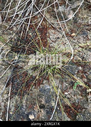 Beaksedges (Rhynchospora) Plantae Stock Photo - Alamy