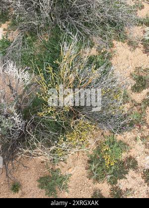 Turpentine Broom (Thamnosma montana), Plantae, Anza-Borrego Desert ...