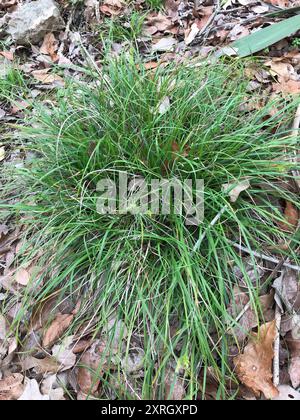 Carex sect. Paniceae (Paniceae) Plantae Stock Photo - Alamy