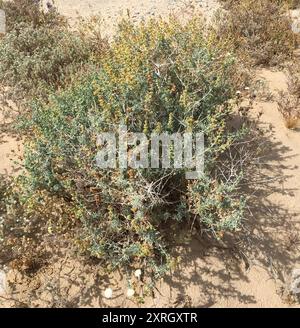 Burrobush (Ambrosia dumosa) Plantae Stock Photo - Alamy