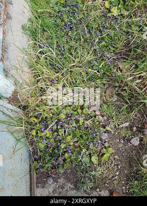 Russian Violet (Viola suavis) Plantae Stock Photo - Alamy