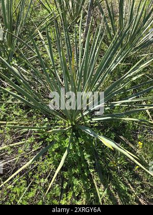 Buckley's Yucca (Yucca constricta) Plantae Stock Photo - Alamy