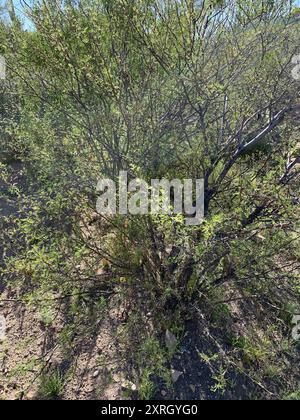 whitethorn acacia (Vachellia constricta) Plantae Stock Photo - Alamy
