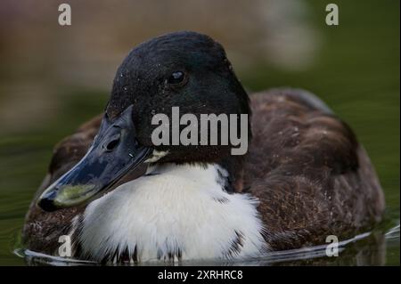 Female Manky Mallard duck Stock Photo - Alamy