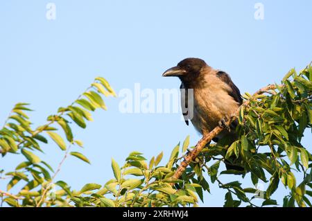 Common bird Corvus cornix aka hooded crow is perched on the tree Stock ...