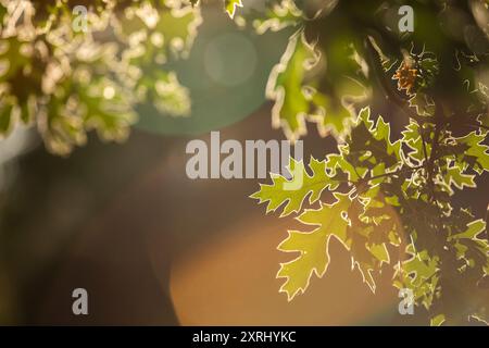 Sunset light streams through an oak tree canopy Stock Photo - Alamy