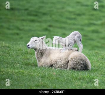 Baby lamb playing on mother’s back. Auckland Stock Photo - Alamy